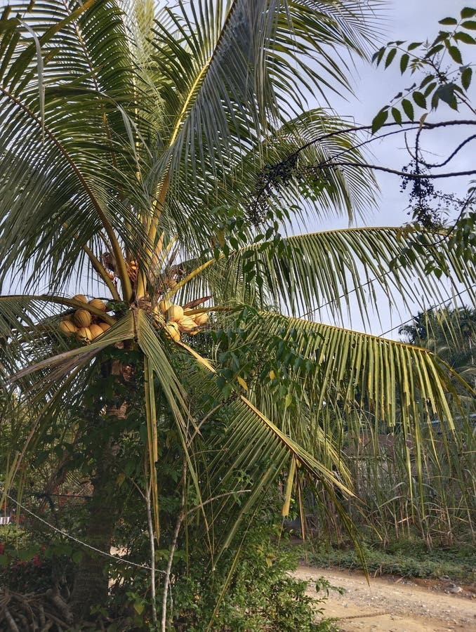 Coconut tree, sky stock image. Image of tree, outdoor - 364476571