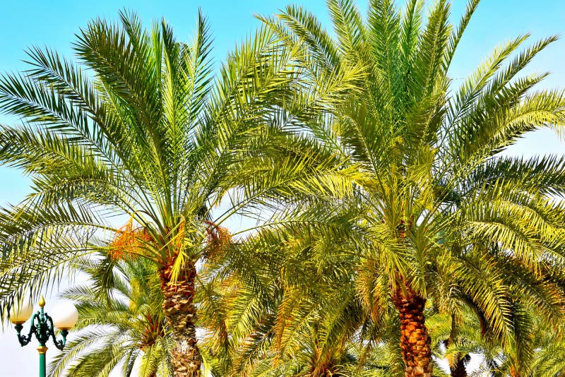 Coconut Tree Sky Garden View Stock Photo - Image of coconut, tree ...