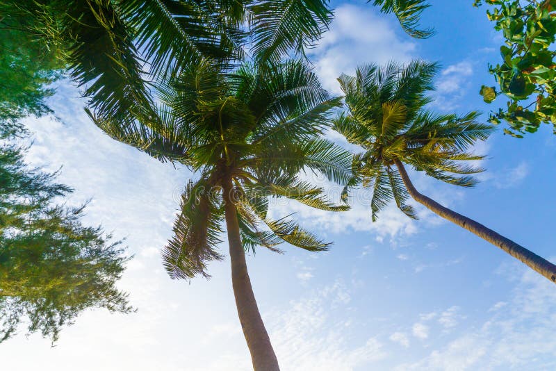 Coconut Tree and Sky, Low Angle View Stock Image - Image of plant ...
