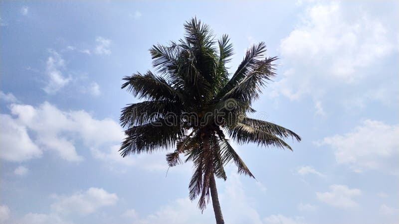 Coconut tree and sky stock image. Image of blue, cocunat - 176039611