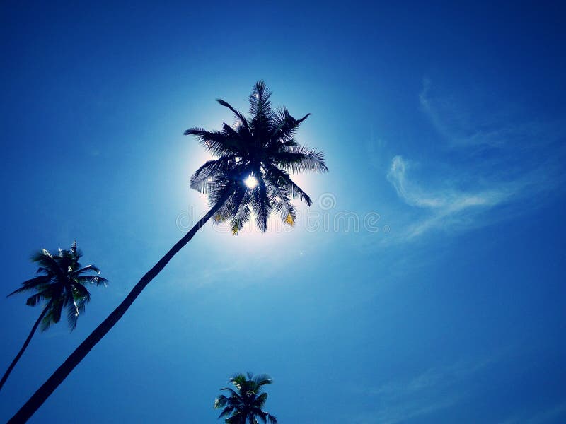 Coconut tree in the sky stock image. Image of coco, coconut - 188288585