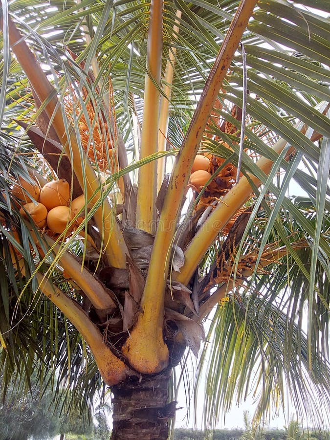 Coconut tree stock photo. Image of yellowcoconut, small - 128671704