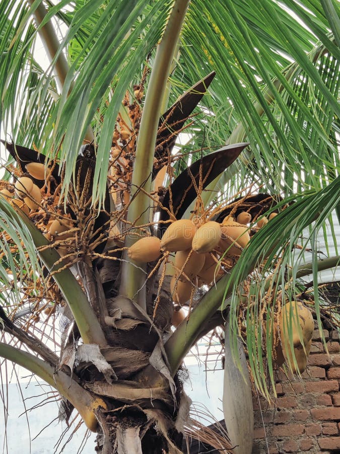 Awesome Coconuts Stock Photos - Free & Royalty-Free Stock Photos from ...