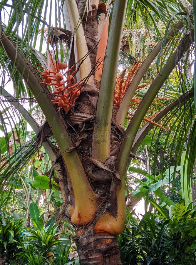Coconut Tree with Small Fruit in the Garden Stock Photo - Image of ...