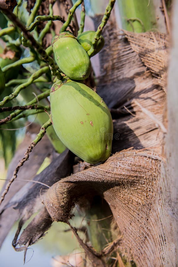 Coconut tree stock image. Image of garden, yummy, small - 56256437