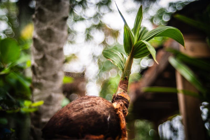 A Coconut Tree is Sprouting from a Coconut Planted Stock Image - Image ...