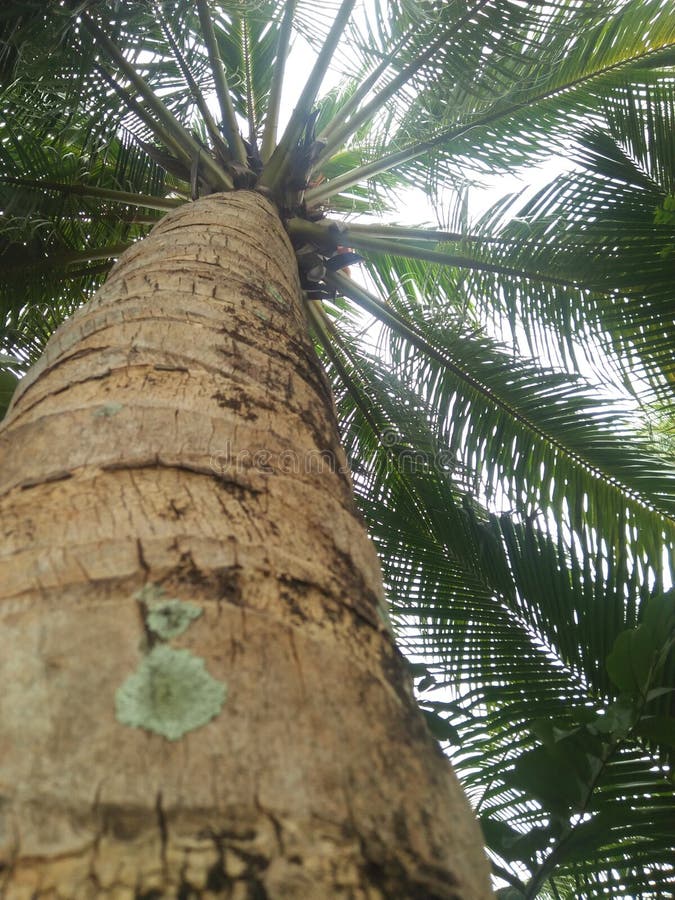 Coconut tree stock image. Image of lanka, tree, natural - 122164981