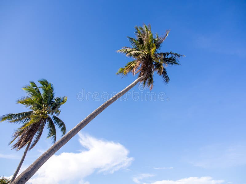 Coconut tree stock photo. Image of stand, left, beach - 41812530