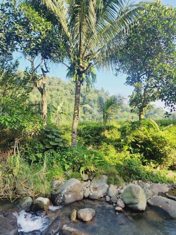 Coconut tree stand alone stock photo. Image of river - 323593418