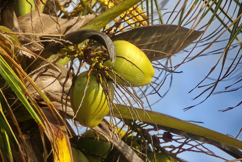 Coconut stock image. Image of coconut, surf, ocean, edge - 82932749
