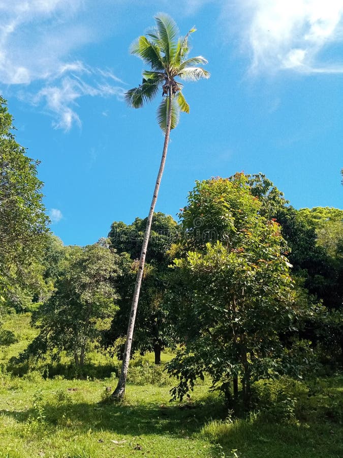 A Coconut Tree that Stands Firmly in the Midst of Other Trees on the ...