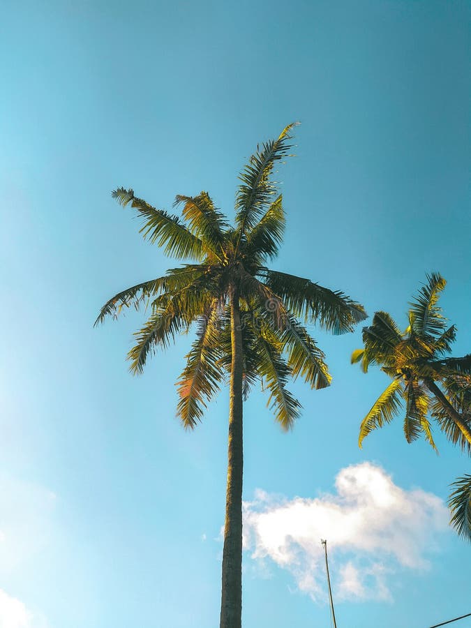 745 Coconut Stands Stock Photos - Free & Royalty-Free Stock Photos from ...