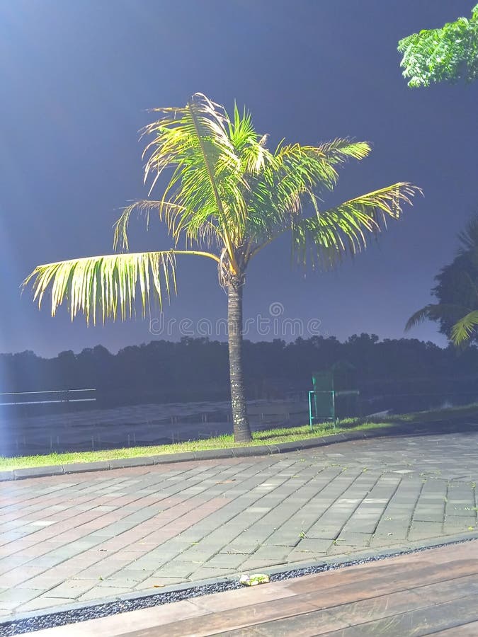A Coconut Tree Stands Tall on the Edge of the Dam at Night Stock Image ...