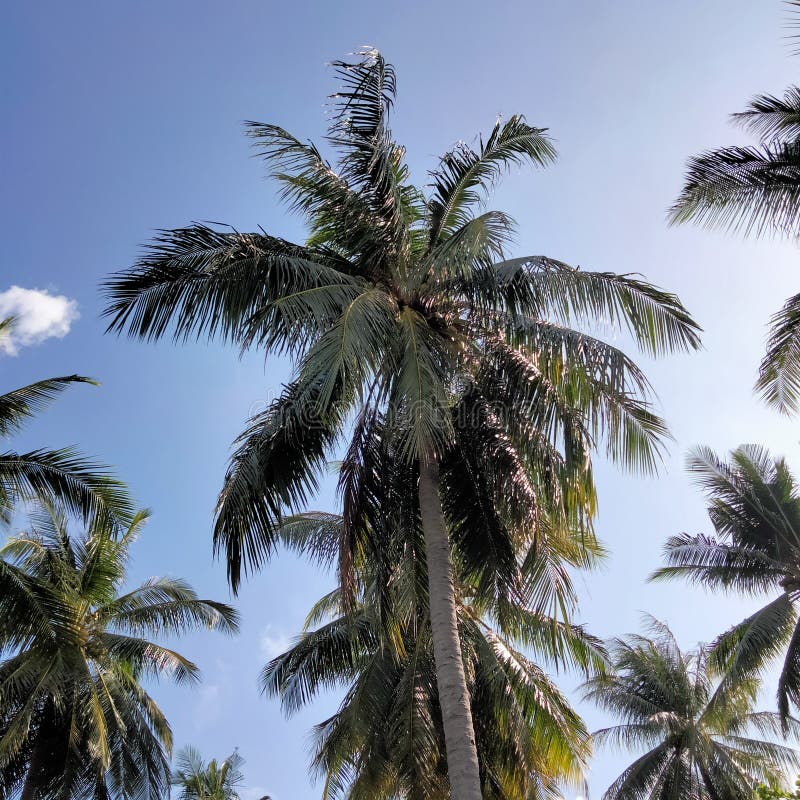 745 Coconut Stands Stock Photos - Free & Royalty-Free Stock Photos from ...