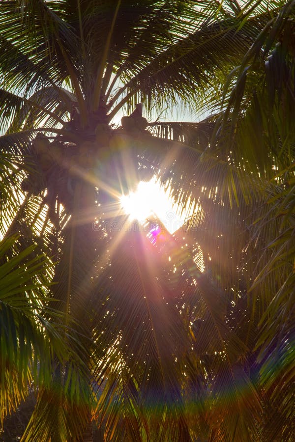 Coconut Tree with Star Light Effect Stock Image - Image of fruit ...
