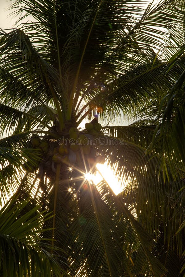 Coconut Tree With Star Light Effect Stock Photo - Image of star, coco ...