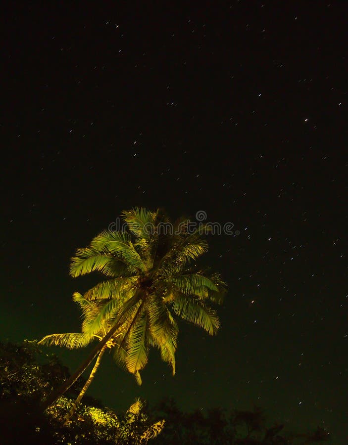 Coconut tree stock image. Image of starry, tree, night - 41537101