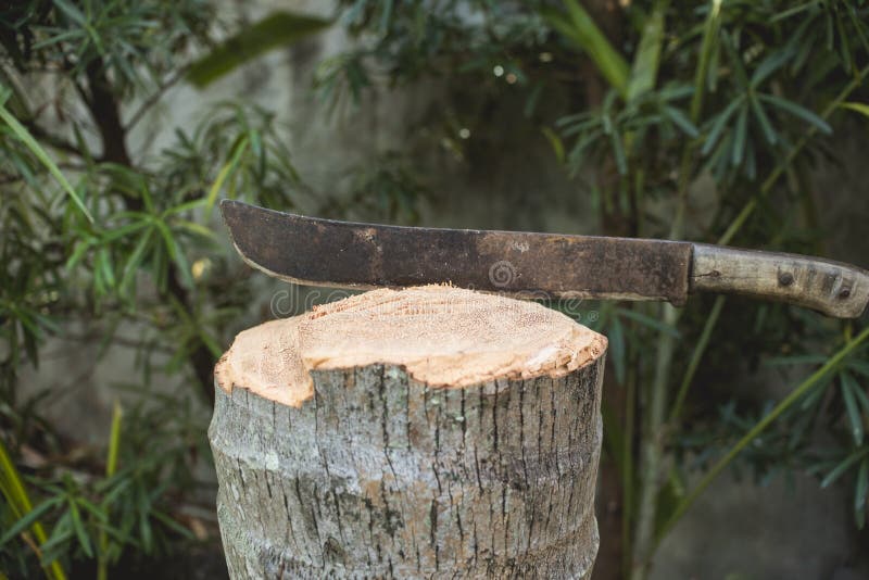 A Coconut Tree Stomp with a Lodged Bolo Knife. a Recently Fallen ...