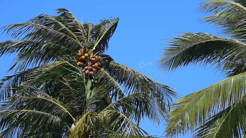 Coconut Tree Movement by Wind Stock Footage - Video of green, season ...