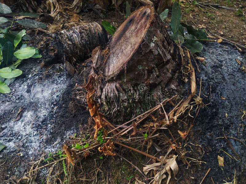 Coconut Tree Stumps are the Remains of Burning after the Tree is Cut ...