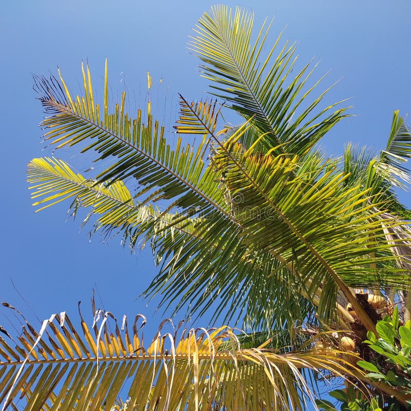 Coconut tree in summer stock photo. Image of twig, forest - 254209182