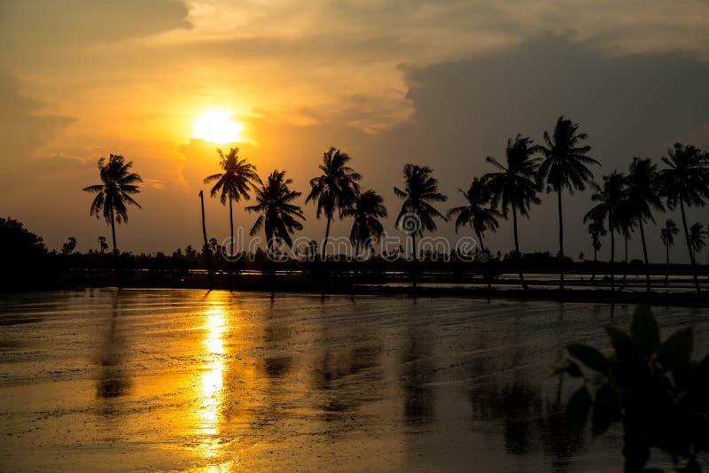 Coconut Tree stock photo. Image of color, nature, water - 112667976