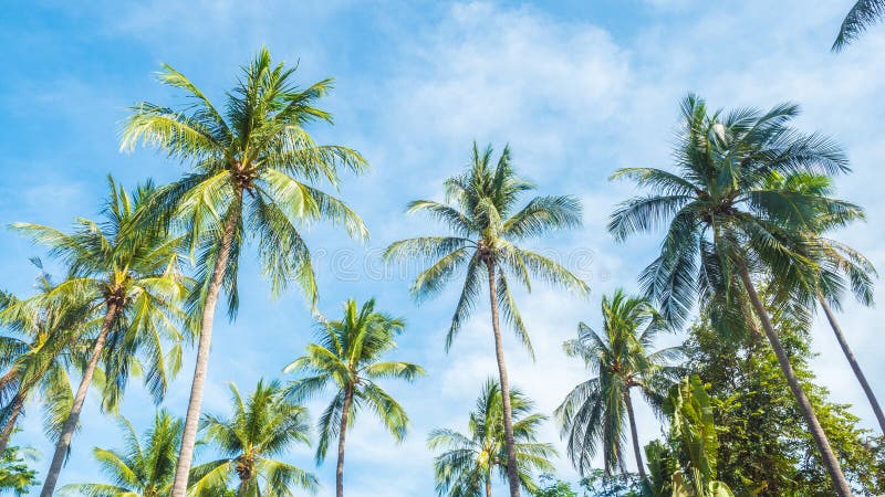 Coconut tree and sun stock photo. Image of clouds, shore - 82646772
