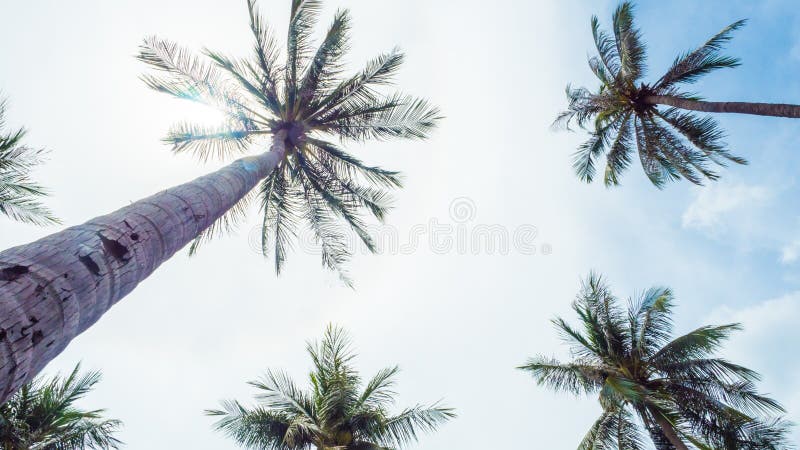 Coconut tree and sun stock image. Image of nature, coconut - 82660851