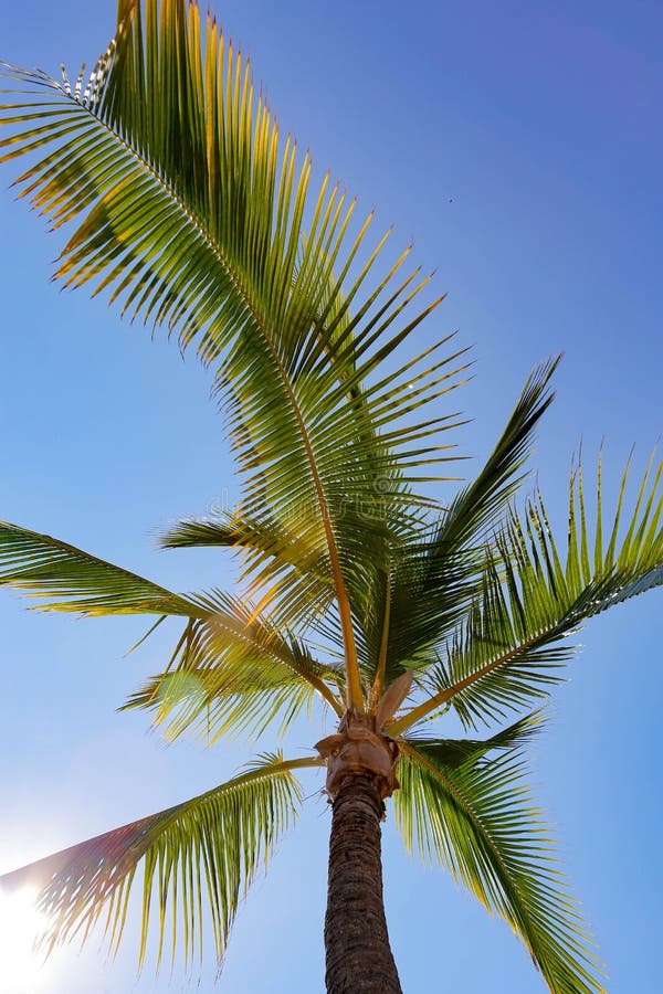 Coconut Tree with Sun through Leaves Stock Image - Image of coconut ...