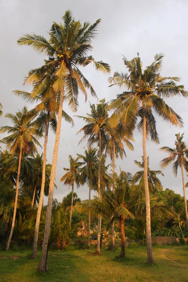Coconut Tree and Sun Light Afternoon Stock Image - Image of coconut ...