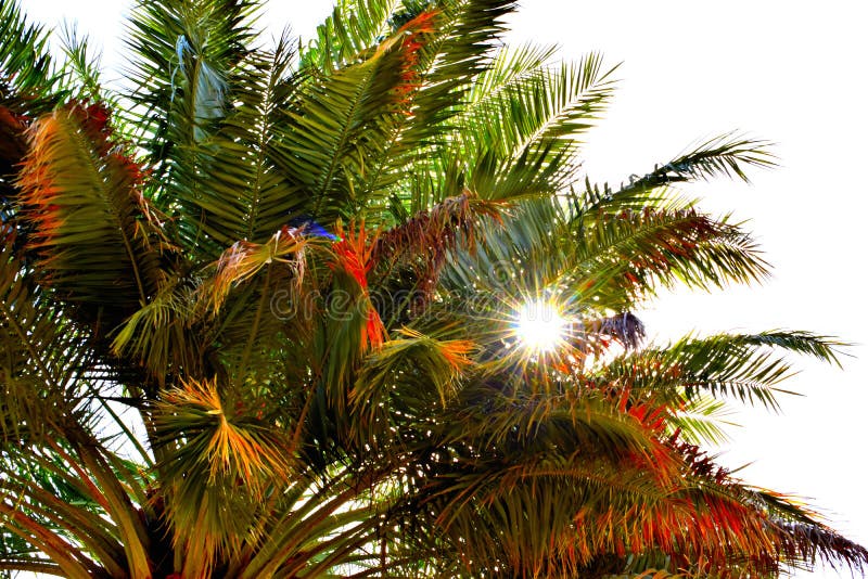 Coconut Tree Sun Sky Blue Cloud Stock Image - Image of tree, coconut ...