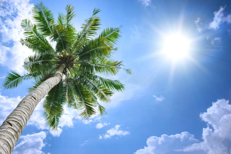 Coconut tree and sun stock photo. Image of green, palm - 34451812