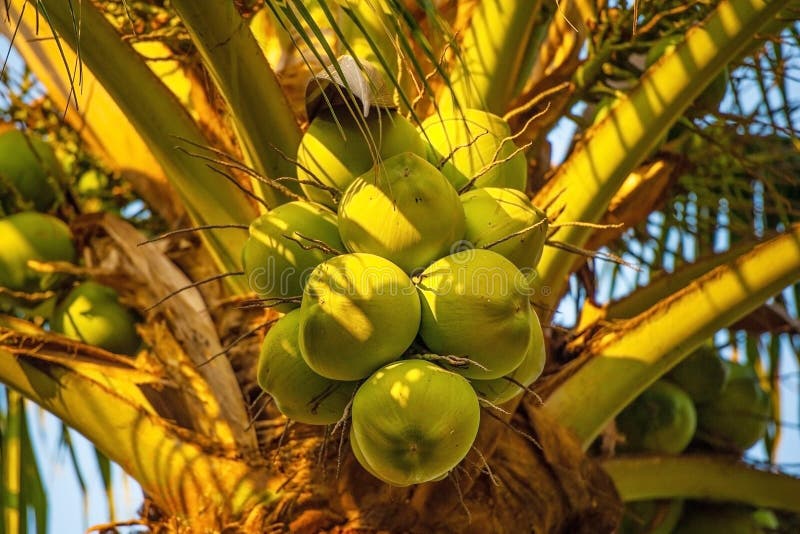 Detail and Close Up Coconut Tree in Sunlight Stock Photo - Image of ...