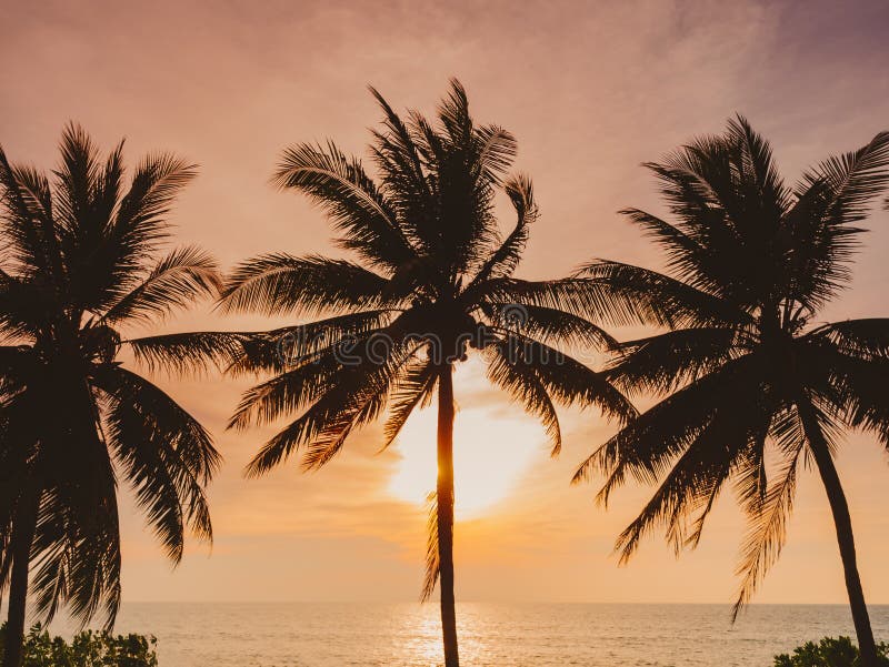 Coconut Tree Sunset Beach Vacation Outdoor Summer Holiday Background ...