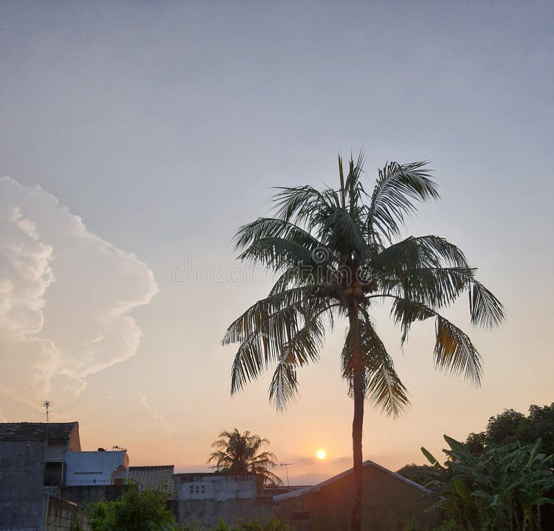 Coconut Tree, Sunset, Blue Sky, and Clouds Stock Photo - Image of ...