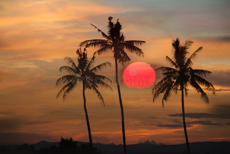 Coconut tree during sunset stock image. Image of blue - 146910909