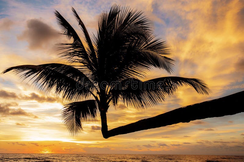 Coconut tree at sunset stock photo. Image of asian, nature - 132720876
