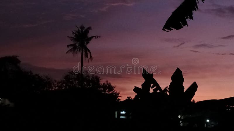 Coconut Tree and Sunset Today Stock Image - Image of today, tree: 263857217
