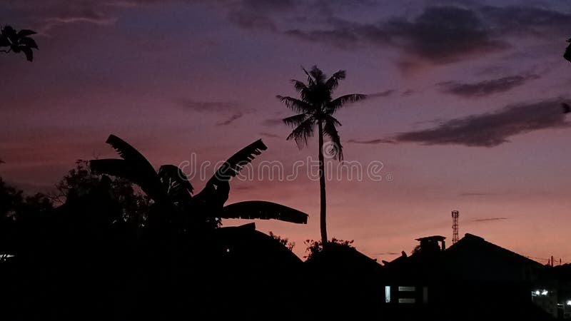 Coconut Tree and Sunset Today Stock Image - Image of night, sunlight ...