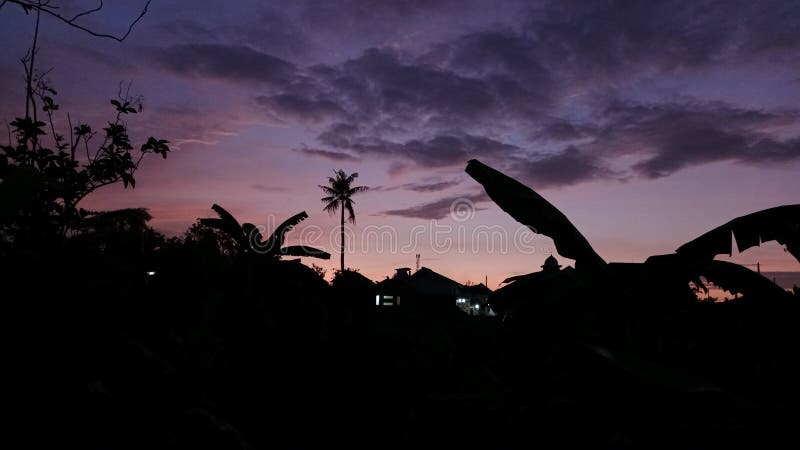 Coconut Tree and Sunset Today Stock Photo - Image of screenshot ...
