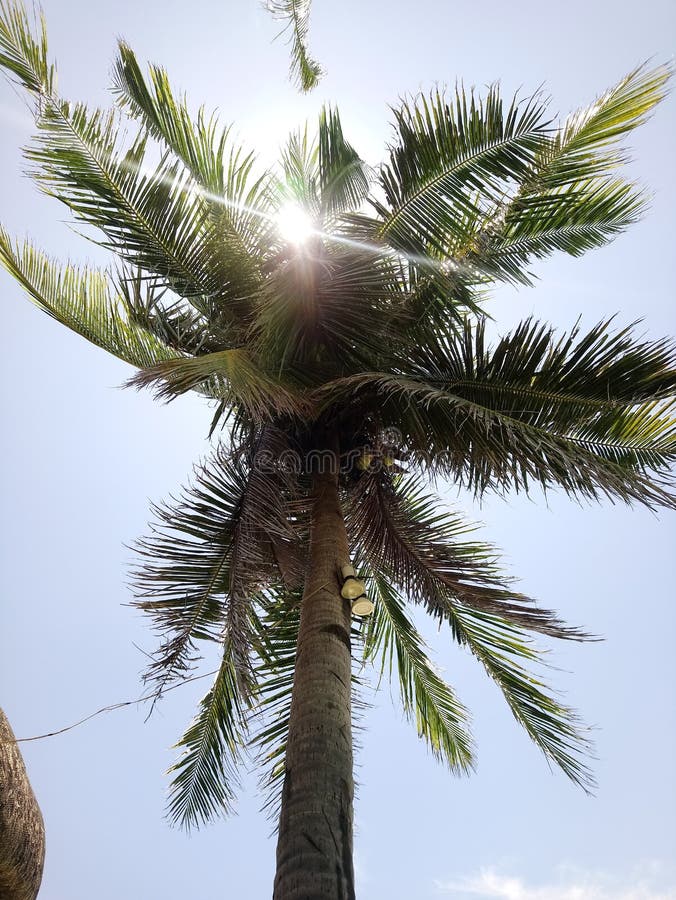 Coconut Tree and Sunshine stock photo. Image of sunshine - 179047582