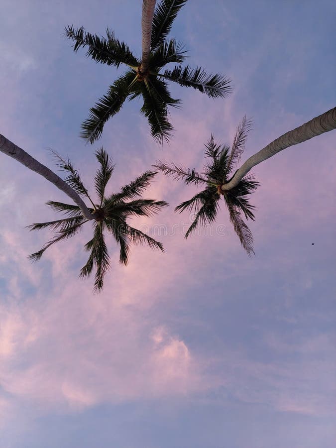 Coconut tree and sunshine stock image. Image of tree - 369766949