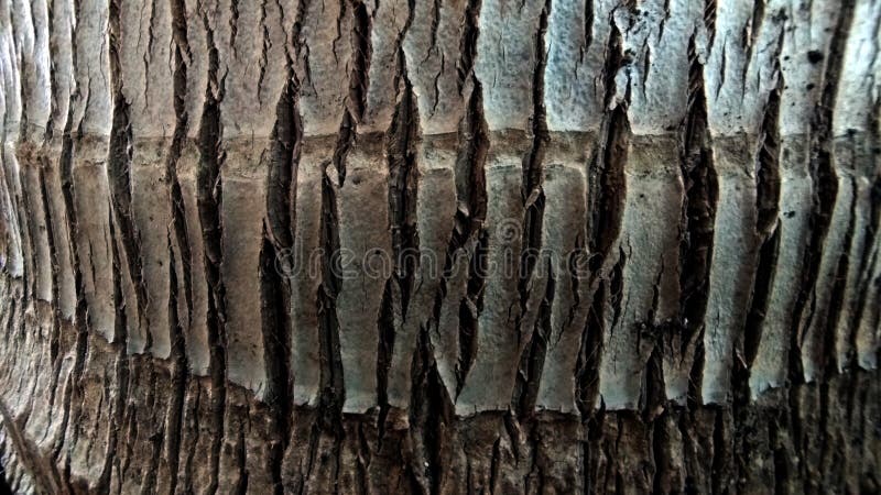 Coconut Tree Surface Hard Skin Stock Image - Image of growing, hard ...