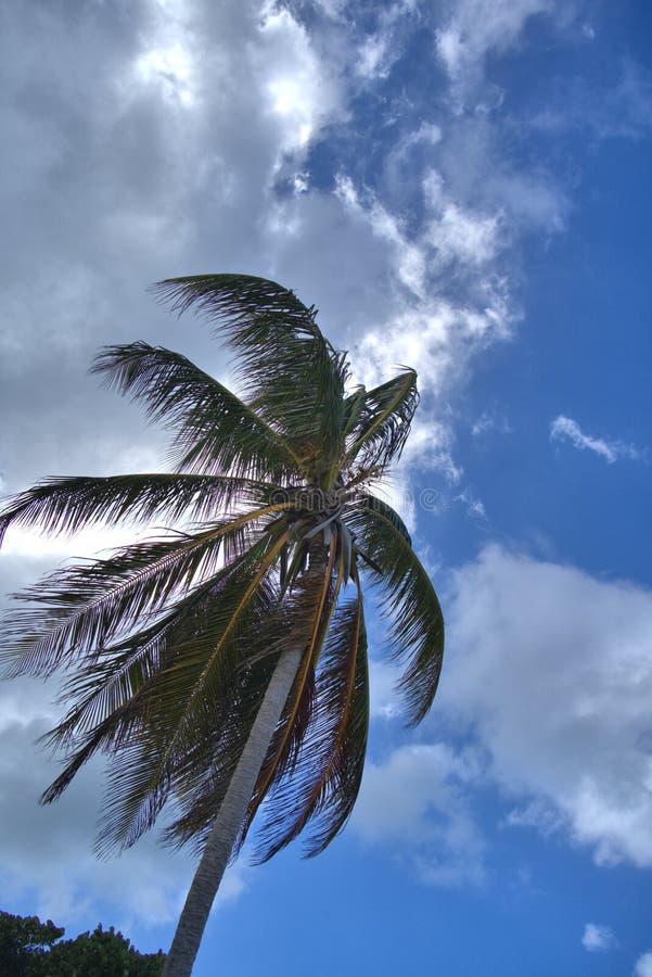 Coconut Tree Surrounded by Blue Sky Stock Photo - Image of travel ...