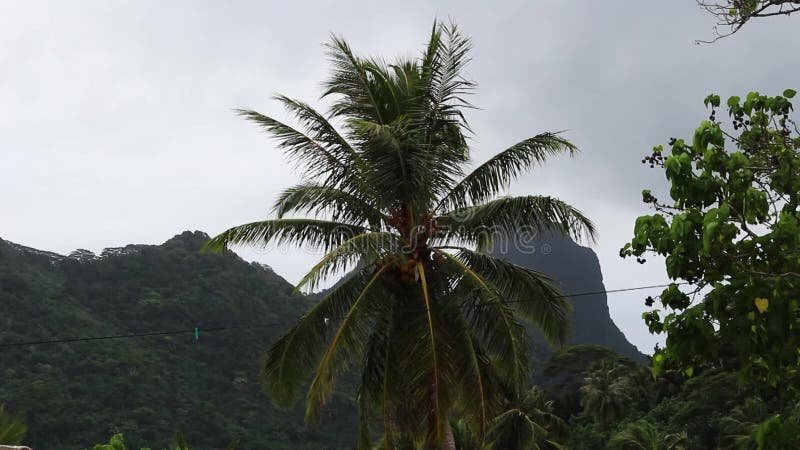 Coconut Tree Swaying in Wind with Gray Clouds Stock Video - Video of ...
