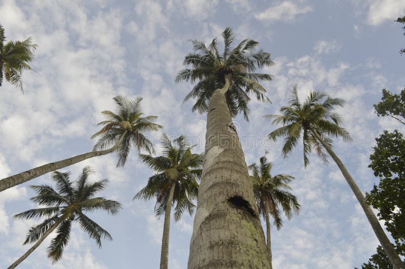 Coco palm stock image. Image of vacation, produce, beach - 338075057