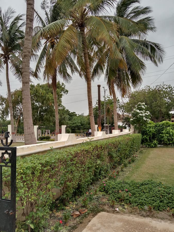 Coconut Tree Tall Tree Coconut White Coconut Stock Image - Image of ...