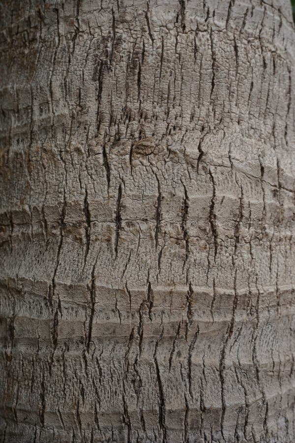 Coconut tree texture stock photo. Image of bark, design - 75113766