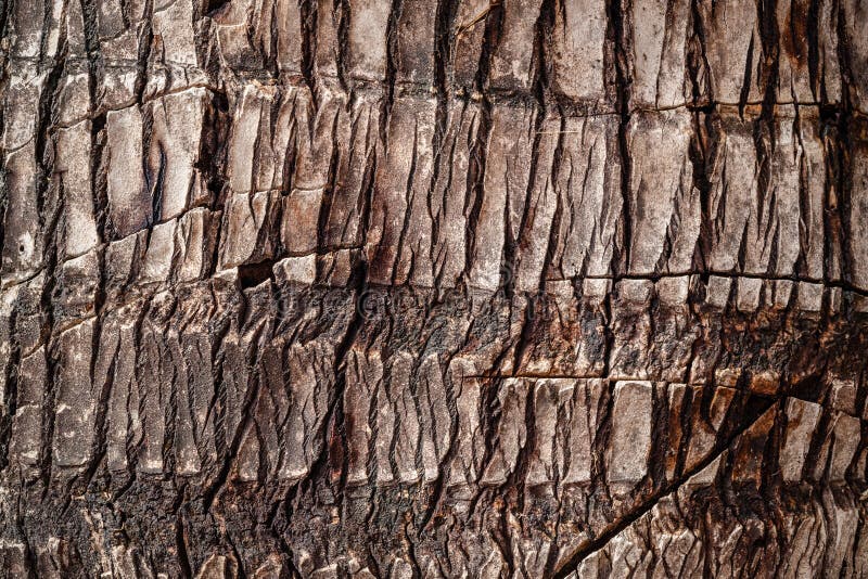 Coconut tree texture stock image. Image of palm, texture - 32563441