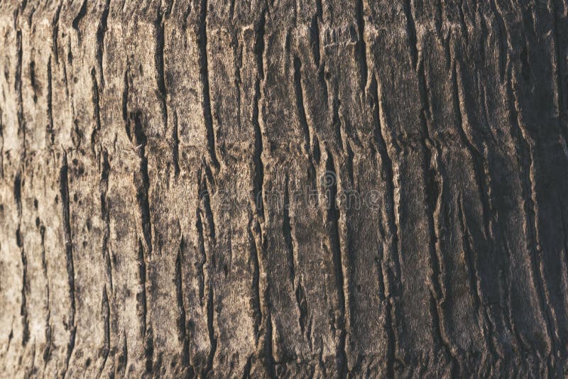 Coconut tree texture stock photo. Image of lumber, abstract - 91115198